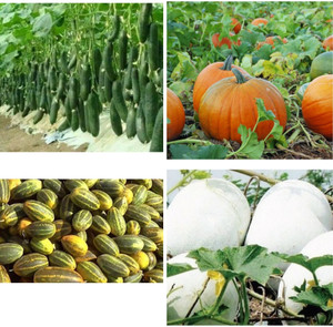 Daliya Vegitable seeds Seed Price in India - Buy Daliya Vegitable seeds ...
