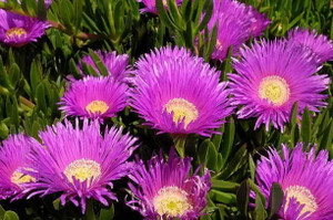 Aro Mesembryanthemum Seed Price in India - Buy Aro Mesembryanthemum ...