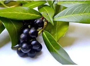 Aro Black Plum, Kala Jamun, Java Plum Seed Price in India - Buy Aro ...