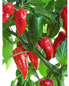 KANAYA Sweet Chilli, Mirch Seed Price in India - Buy KANAYA Sweet ...
