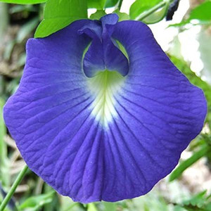 STOREFLIX tarak pushp Seed Price in India - Buy STOREFLIX tarak pushp ...