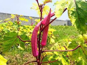 BJUBAS Red bhindi seeds hybrid for farming pack of 21 Seed Price in ...