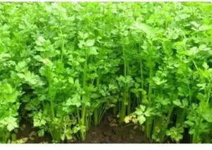 MAA Celery, Ajmod Seed Price in India - Buy MAA Celery, Ajmod Seed ...