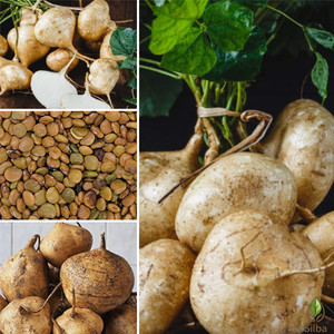 Silba Yam Bean Seed, Jicama Seed, Sankalu Seed, Shankalu Bij Seed Price ...