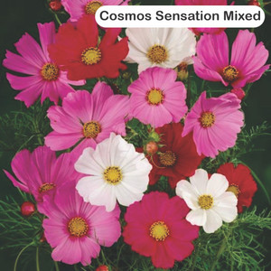 voorkoms Cosmos Sensation Mixed Seeds: Colorful Blooms for Your Garden ...
