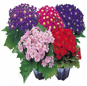 JRYU Cineraria ‘Mix’ F1 Hybrid Flower Seeds for Home Gardening Seed ...