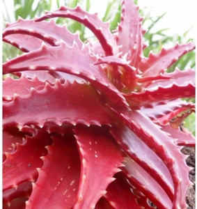 Royal Paradise Garden Red Aloe Vera Seed Price in India - Buy Royal ...