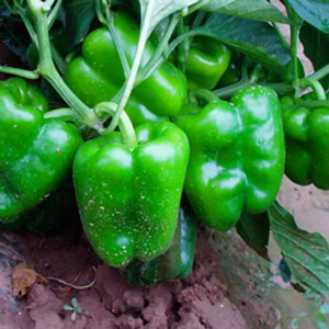 CYBEXIS F1 Green Capsicum Sweet Bell Pepper Seeds 600 Seeds Seed Price ...