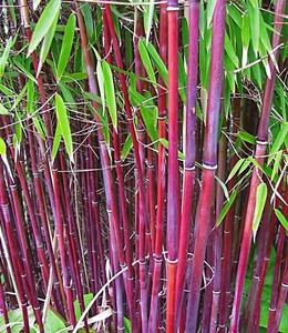 BDSresolve Bamboo seed for outdoor Plant Seed Price in India - Buy ...