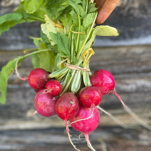 Arshiayat Radish Globe Seed Price in India - Buy Arshiayat Radish Globe ...