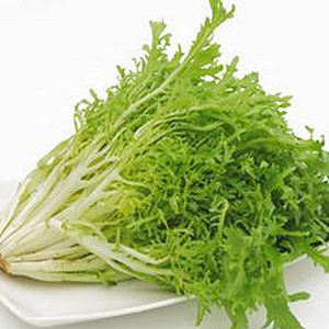 CYBEXIS Frisee lettuce endive seeds-250 Seeds Seed Price in India - Buy ...