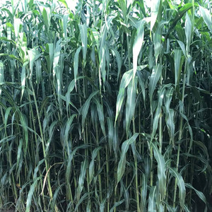 ibains Goat feed grass seed Seed Price in India - Buy ibains Goat feed ...