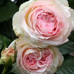 Qualtivate HUA-1A Climbing Rose by Heirloom Roses Seed Price in India ...