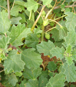 CHEMBARUTHI Neggilu mullu, Nerinjil, Gokhru, Nerunji Mull Seed Price in ...