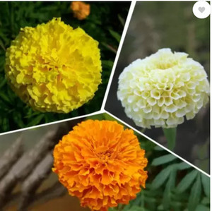 GROW-N-KNOW Mixed Marigold Flower Seeds, Variety Colour Genda Phool ...
