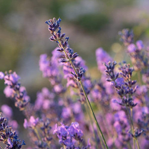 WILLVINE PUAS-240 Vera Lavender (Lavandula Angustifolia - Vera) Seed ...