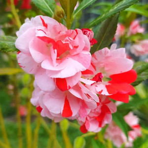 GREENSEA Balsam, Dopati Flower Seed Price in India - Buy GREENSEA ...