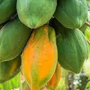 naturehils F1 Papaya Seed, Orgnic Fruit & Vegetable Seed, Papita seed ...