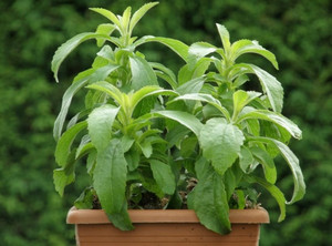 GEZ Candy Leaf - Stevia - Stevia Rebaudiana Seed Price in India - Buy ...