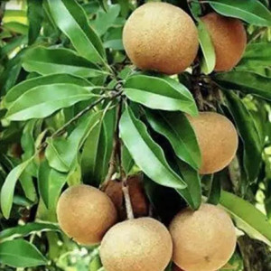 naturehils Chalisa Chikoo, Sapota, Sapodilla, Naseberry Seed, Sobeda ...