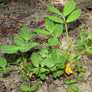 naturehils Peanut Organic Seed, Mumfali Seed Price in India - Buy ...