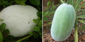 Aywal Ash Gourd (Mithai Petha) Vegetable Seed Price in India - Buy ...
