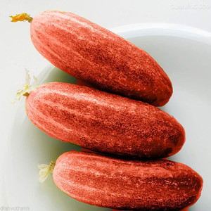 CYBEXIS High Germination Red Cucumber Seeds Cucumis Sativus-250 Seeds ...