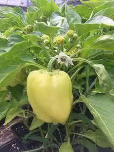 Aro White Capsicum, Capsicum, Bell Pepper Seed Price in India - Buy Aro ...