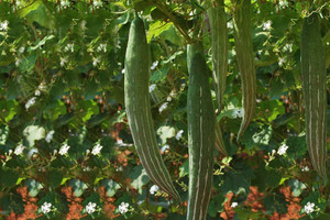 VibeX Sow & Grow Chachinda Vegetable Seeds Snake Gourd[50 Gms, 250 ...