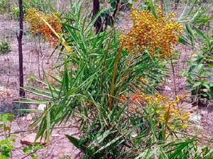 Pioneer Natural Phoenix acaulis, Dwarf Date Palm, Trunkless Date Palm ...