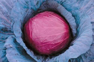 Aywal Purple Cabbage Seed Price in India - Buy Aywal Purple Cabbage ...