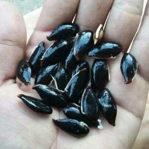 PMA Chalisa Chikoo, Sapota, Sapodilla, Naseberry Seed, Sobeda Hybird ...