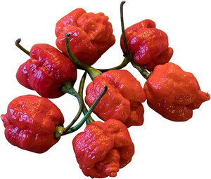 CYBEXIS Trinidad Scorpion "Moruga Red"Seeds (WORLD-RECORD-CHILI)1200 ...