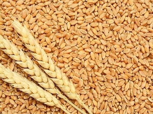 STOKIYA organic wheat sharbati very soft and testy chapati Seed (20 kg ...