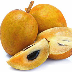 SREE Chalisa Chikoo, Sapota, Sapodilla, Naseberry Seed, Sobeda Hybird ...