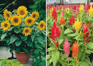 Aro Miniature sun flower Seed Price in India - Buy Aro Miniature sun ...