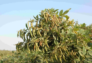 HYBRID 100g Hybrid Tuar seeds arhar seeds red gram seeds highest yield ...