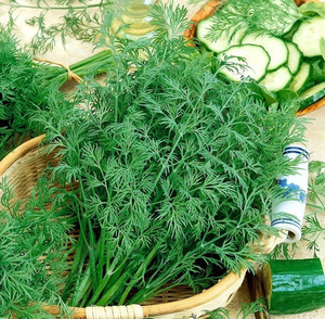 GRAXY Garden Dill - Croesus - Anet Dill - Anethum Graveolens Seed Price ...