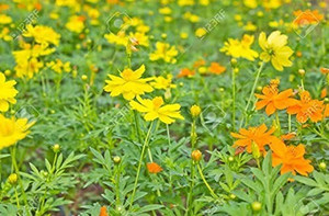 MAA A Cosmos Sensation78 Seed Price in India - Buy MAA A Cosmos ...