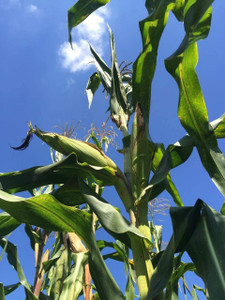 WILLVINE GBPUT-478 Giant Peruvian Yellow Corn Seed Price in India - Buy ...