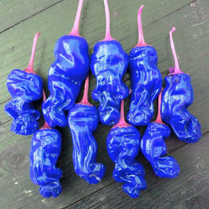 CYBEXIS Good Germination Pure Natural Organic Blue Chilli Pepper Seeds ...
