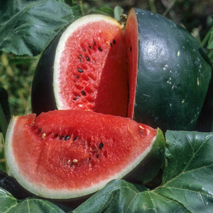DEYS AGRO ™ hybrid tarbuj|watermelon seeds for farming Seed Price in ...