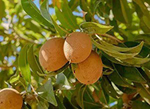 MAA Chikoo, Sapota, Chiku Seed Price in India - Buy MAA Chikoo, Sapota ...