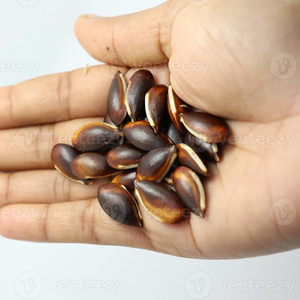 PMA Chalisa Chikoo, Sapota, Sapodilla, Naseberry Seed, Sobeda Hybird ...