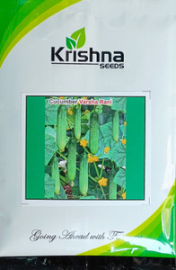 Krishnaseeds Krishna seeds cucumber, varsha rani Seed Price in India ...