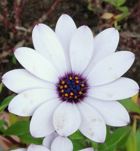 CEZIUS Flower for Garden Organic Dimorphotheca Flower Plant Seed Price ...