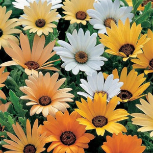 Lorvox English Daisy Mix Color Flower Seed Price in India - Buy Lorvox ...
