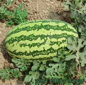 SREE watermelon, tormuj, Hybrid watermelon Seed Price in India - Buy ...