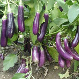 SeeGreen MuktaKeshi Brinjal seeds,Begun 100% original Organic, F1 ...