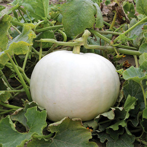 Arshiayat White Pumpkin vegetable seeds, Hybrid Organic Safed Kaddu for ...